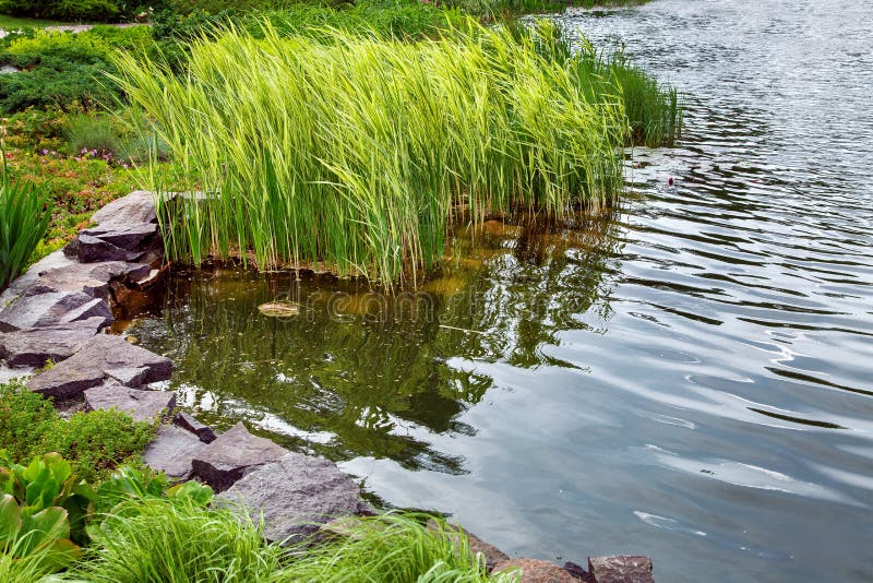 An Artificial Pond with a Fountain in the Water. Stock Image - Image of ...