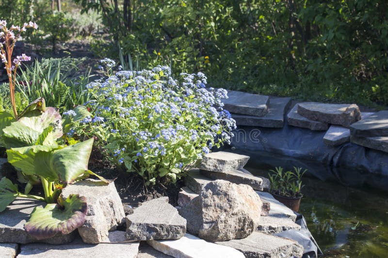Artificial Pond, Decorated with Stones and Blue Forget-me-nots Stock ...