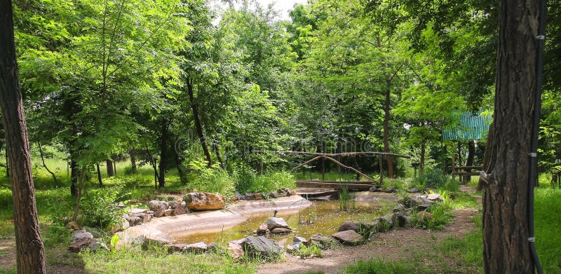 Artificial Pond in the Village Park Stock Photo - Image of lawn, nature ...