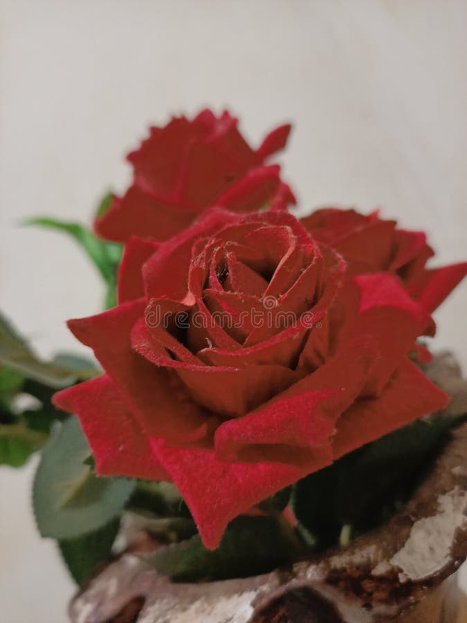Artificial red rose pot stock image. Image of flower - 222171221