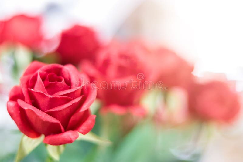 1,244 Soft Red Roses Blurred Background Stock Photos - Free & Royalty ...