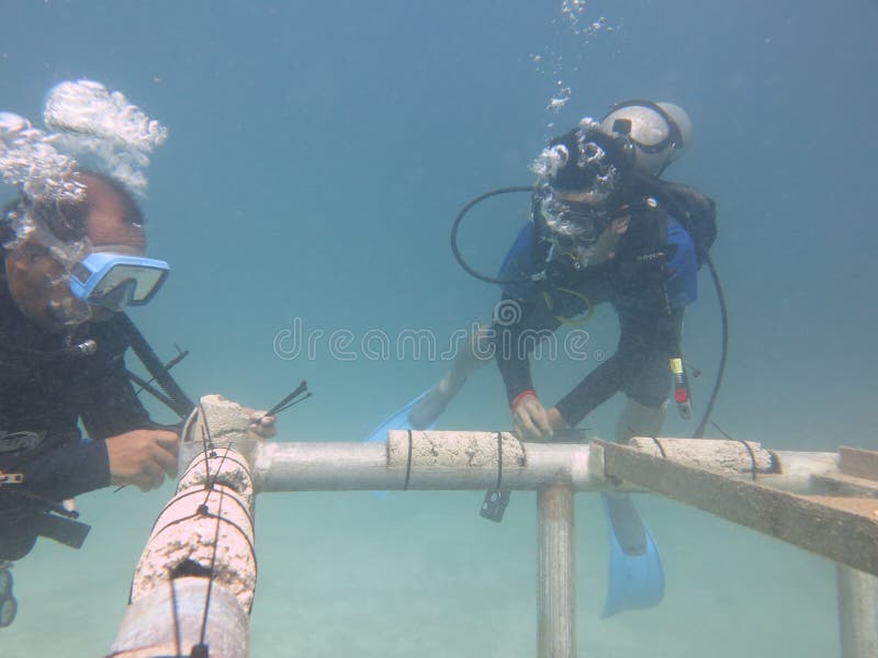 A Diver Arrange the Substrate at Artificial Reef Area in Malaysia ...
