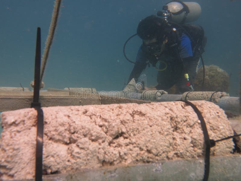 A Diver Arrange the Substrate at Artificial Reef Area in Malaysia ...