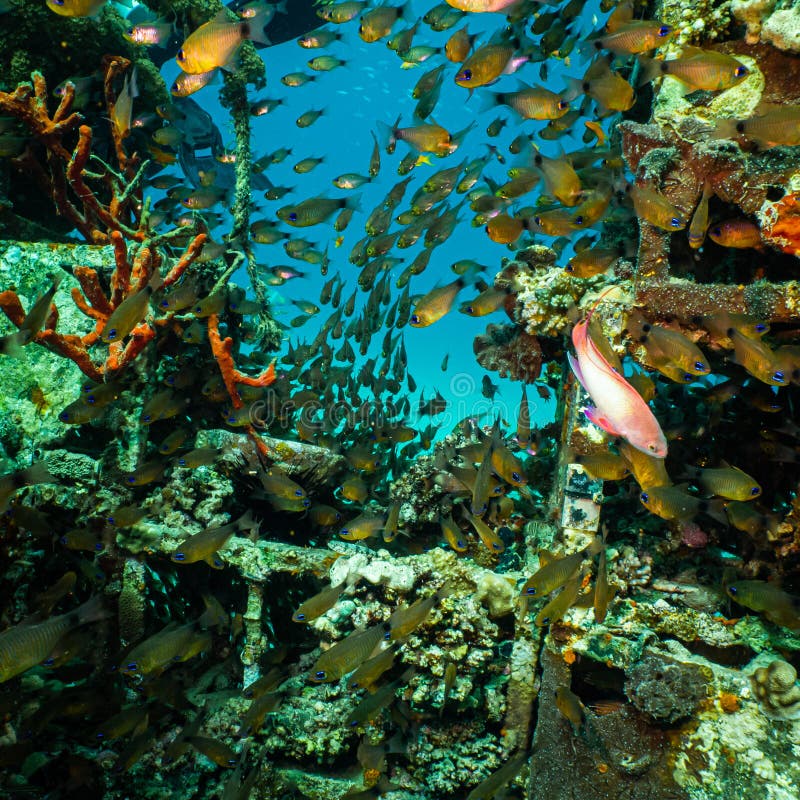 An Artificial Reef Teeming with Fish. Picture from Egypt, the Red Sea ...