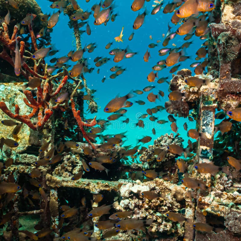 An Artificial Reef Teeming with Fish. Picture from Egypt, the Red Sea ...