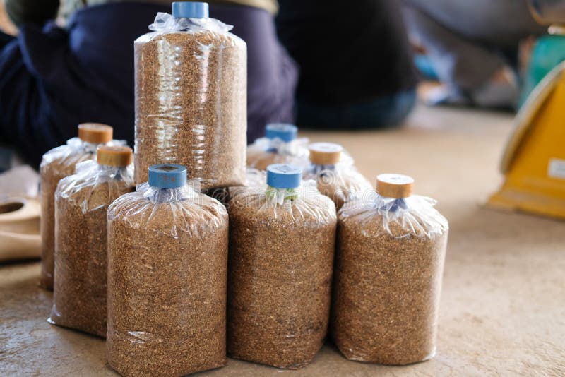 Artificial Substrate in Bag for Growing Mushroom in Farm Stock Photo ...