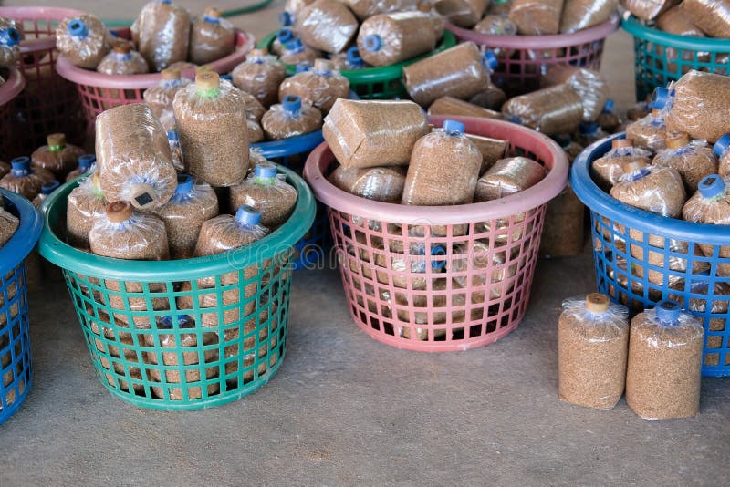 Artificial Substrate in Bag for Growing Mushroom in Farm Stock Image ...