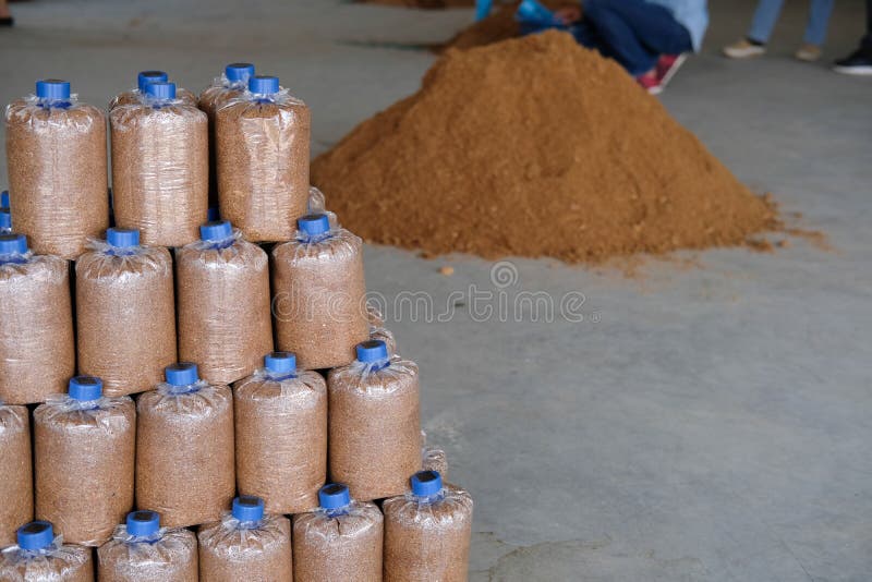 Artificial Substrate in Bag for Growing Mushroom in Farm Stock Photo ...
