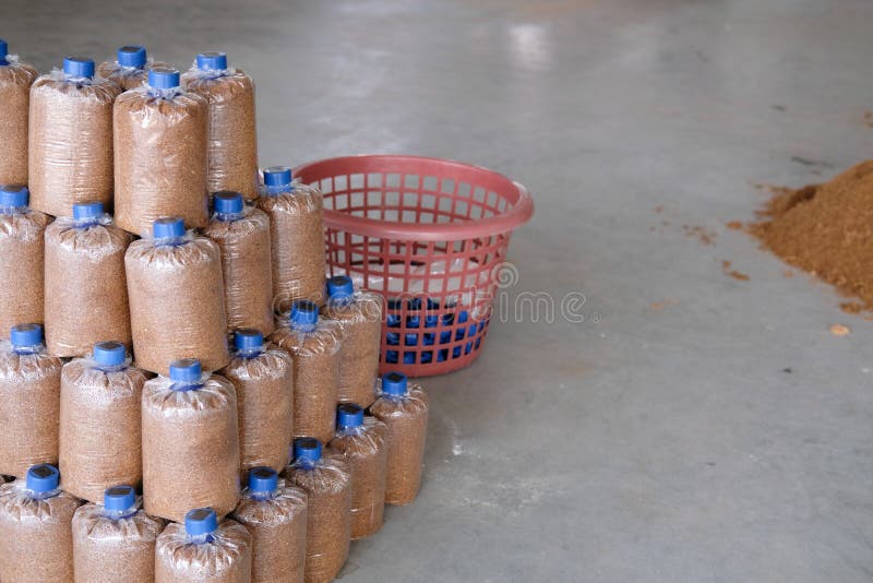 Artificial Substrate in Bag for Growing Mushroom in Farm Stock Photo ...