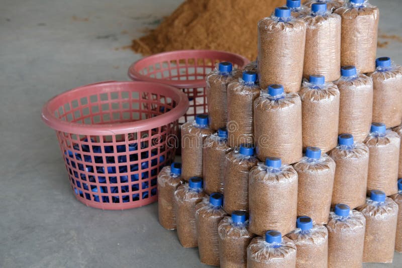 Artificial Substrate in Bag for Growing Mushroom in Farm Stock Image ...