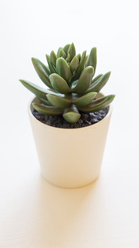 Artificial Succulent Plant in Ceramic Pot on Counter beside Wall Stock ...