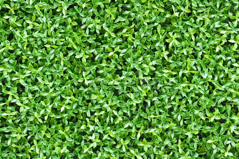 Artificial Tiny Green Leaves Texture Picture. Image: 26731047