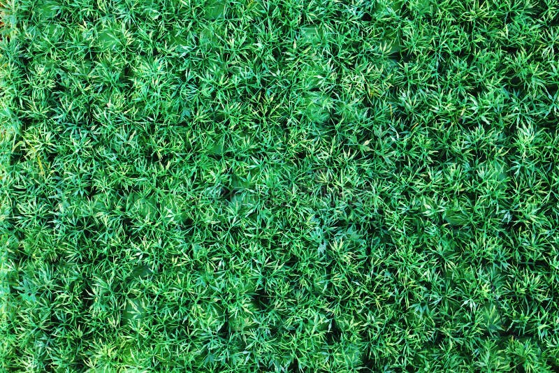Astroturf Texture Seamless Stock Photos - Free & Royalty-Free Stock ...