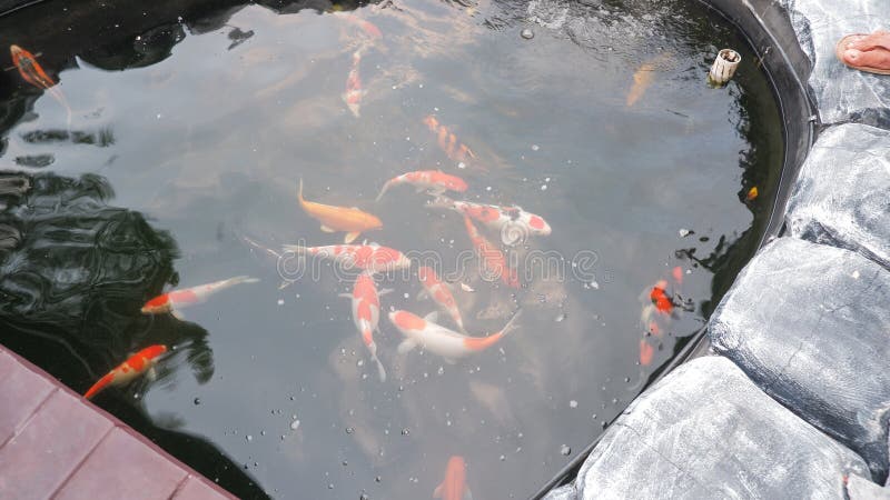An Artificial Water Pond Containing Ornamental Koi Fish Stock Photo ...