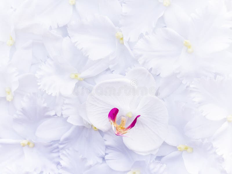 Artificial White Orchids, Texture Background Stock Image - Image of ...