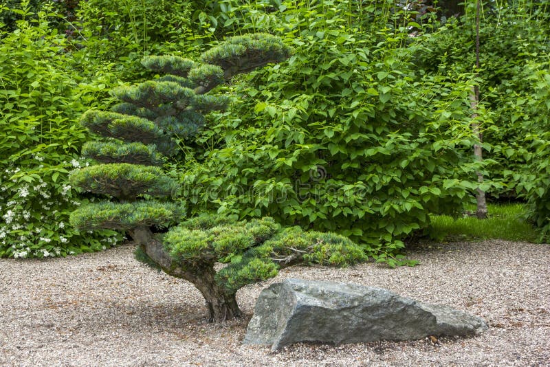 Artificially shaped tree stock image. Image of pavilion - 42265757