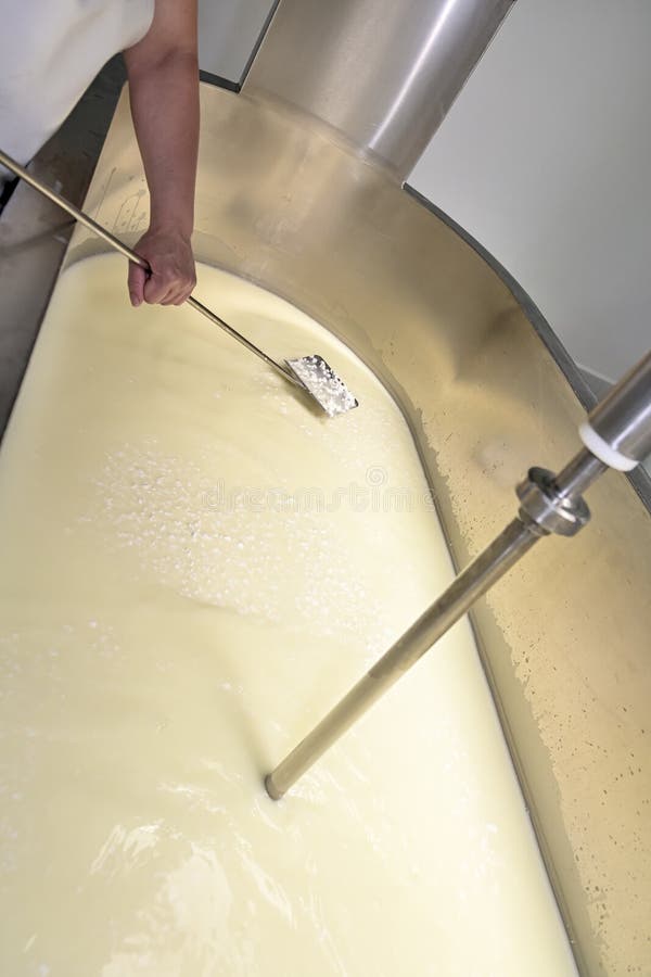 Artisanal Cheese Making, Cutting the Curd and Whey in the Factory Tank ...