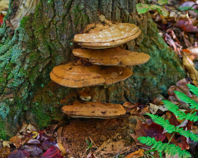 Artist Conk Process stock image. Image of monk, drawing - 72838665