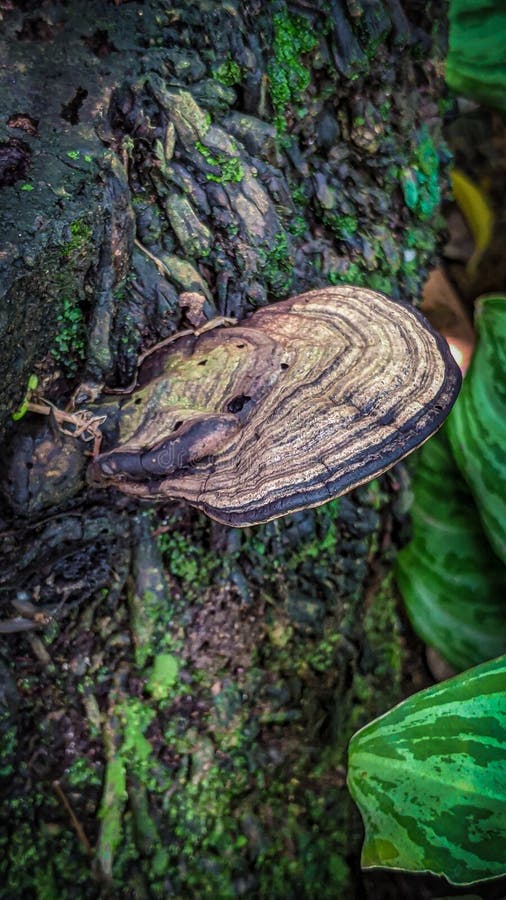 Artist Bracket Tree Mushroom Stock Photo - Image of medecines, medicin ...