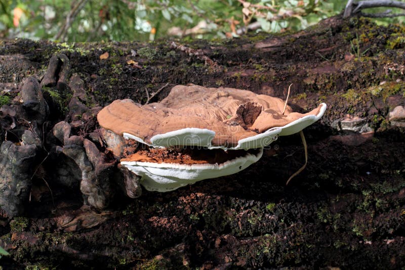 Artist Conk Process stock image. Image of monk, drawing - 72838665