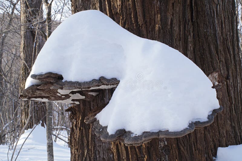 Artist S Conk Fungus in Winter Stock Image - Image of fungus ...