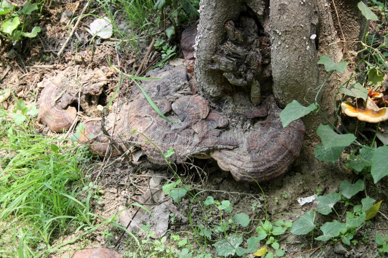 Artist S Conk (Ganoderma Applanatum) Fungus on the Lower Part of Tree ...
