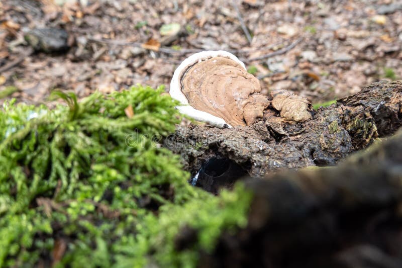 Artist S Conk (Ganoderma Applanatum) Fungus on Tree in Forest Stock ...