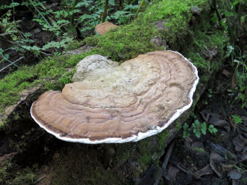 Artist S Conk - Ganoderma Applanatum Stock Image - Image of mushroom ...