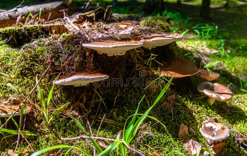 Artist S Conk Grows on a Stump in the Forest. Stock Image - Image of ...
