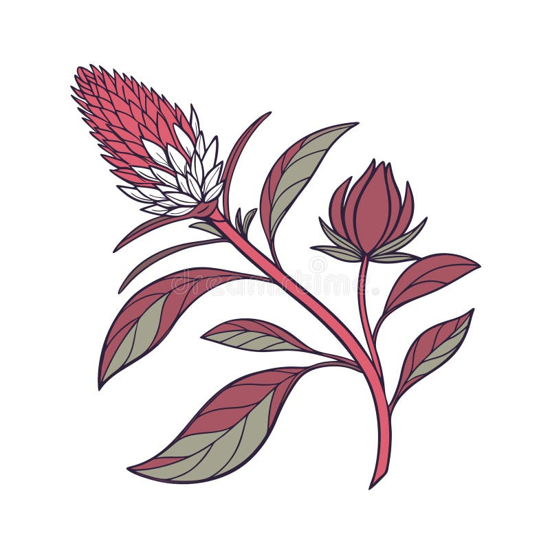 Artistic Amaranth Flower Bold Design Two Stock Image - Illustration of ...