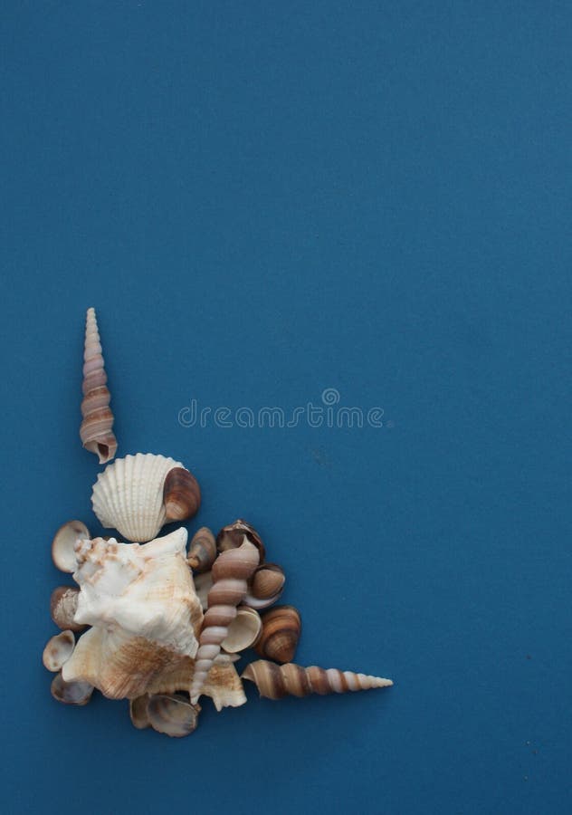 Decorative Corner with Shells on Blue Background Stock Photo - Image of ...