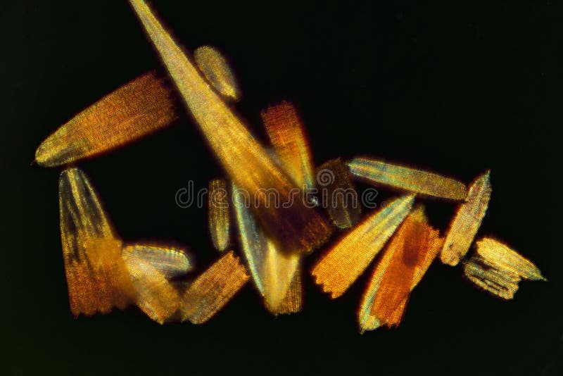 Bright Abstract Micrograph of Dramatic Scales from a Moth Wing Stock ...