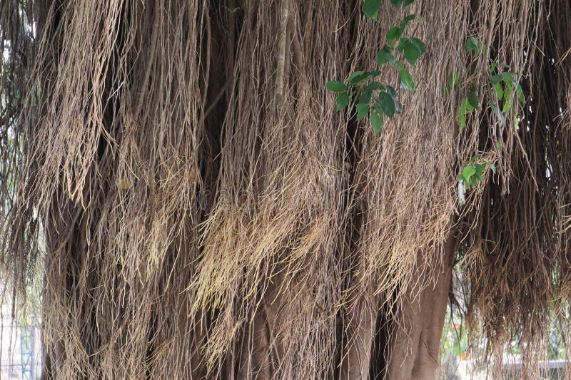 Artistic Banyan Root Makes Many Branches Stock Image - Image of buddha ...