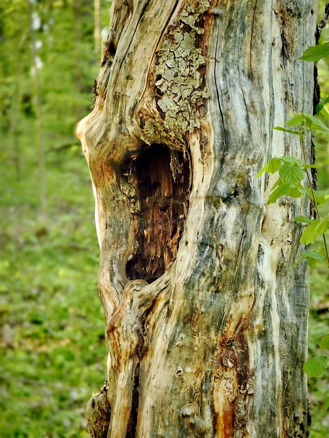 Artistic Barkless Tree with Indented Trunk in Sunlit Forest Stock Image ...