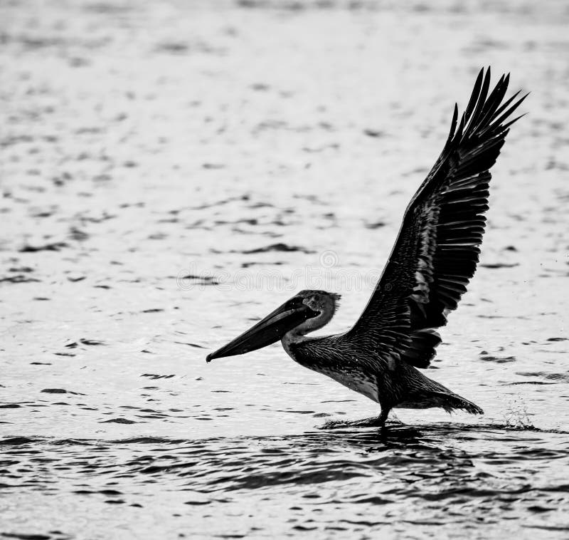 Artistic Black and White Image of Pelican Taking Flight from Water.CR3 ...