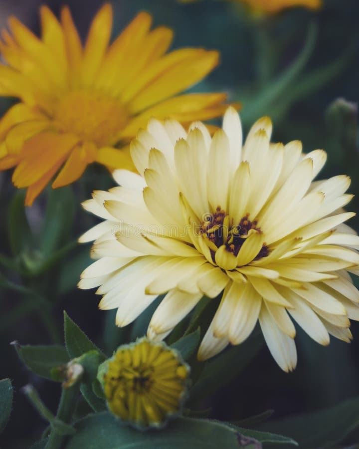 Artistic Calendula Flowers in the Garden Stock Image - Image of bloom ...