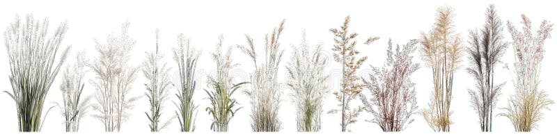 Artistic Collection of Grassy Plants and Decorative Vegetation for ...