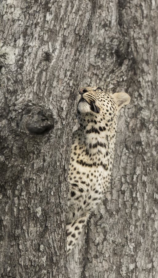 Artistic Conversion of a Leopard in Big Tree with Thick Branches Stock ...