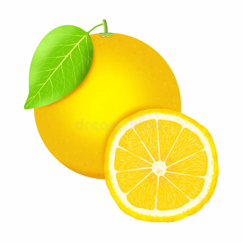 Artistic Creative Detailed Lemon Stock Illustration - Illustration of ...