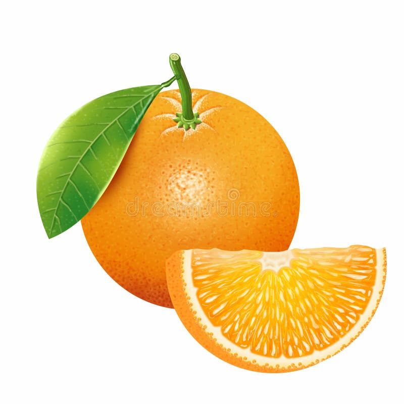 Artistic Creative Detailed Orange Fruit Stock Illustration ...