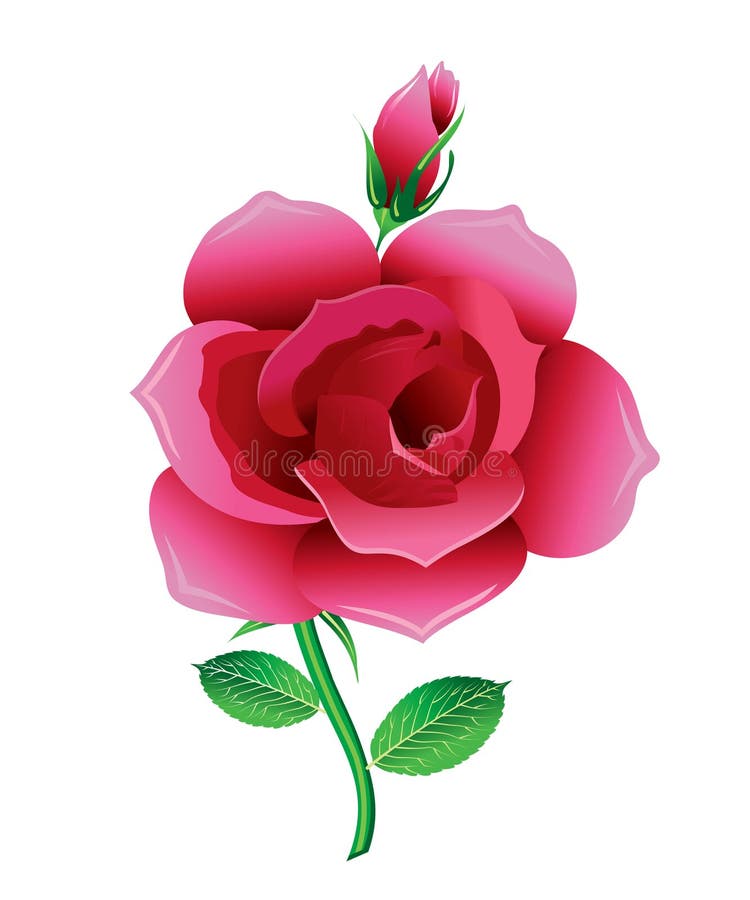 Artistic Creative Detailed Red Rose Stock Illustration - Illustration ...