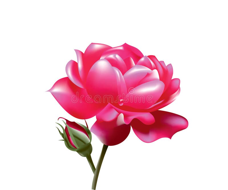 Artistic Creative Detailed Red Rose Stock Vector - Illustration of pink ...