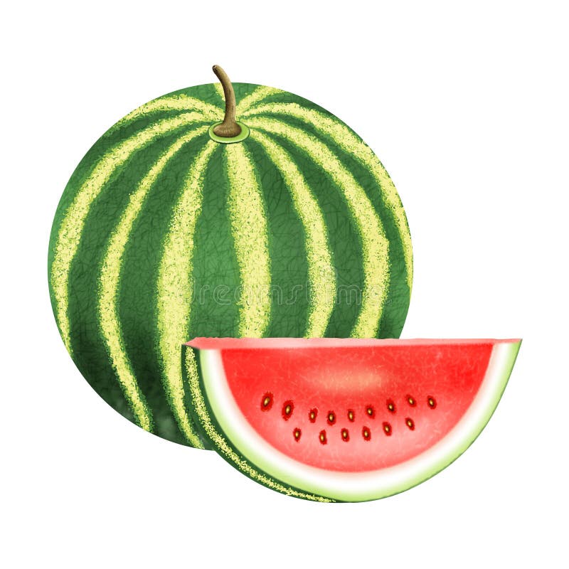 Artistic Creative Detailed Watermelon Fruit Stock Illustration ...