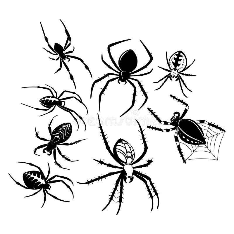 Black Silhouette Illustrations of Various Spider Species Seen in ...