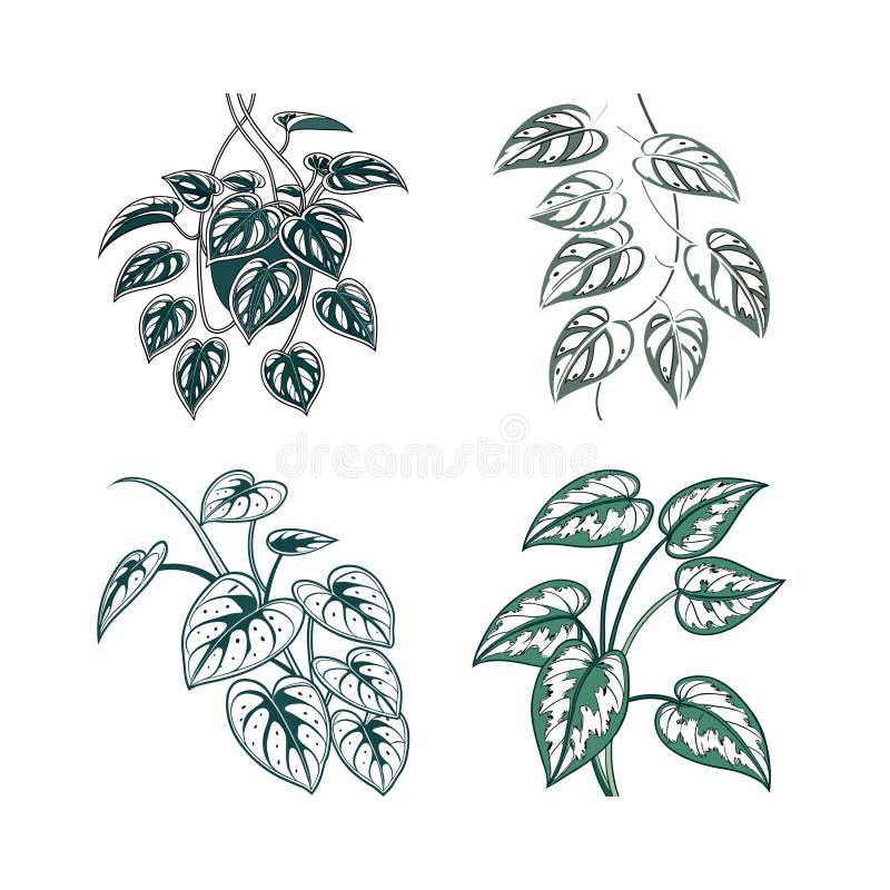 Artistic Scindapsus Pictus Houseplant Design Stock Illustration ...