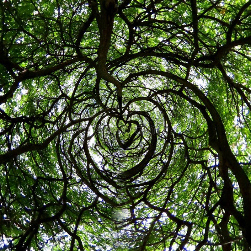 Twisted Fig Tree Canopy stock image. Image of september - 168774607