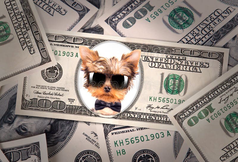 Artistic Dollar Bill with Dog President Stock Image - Image of ...