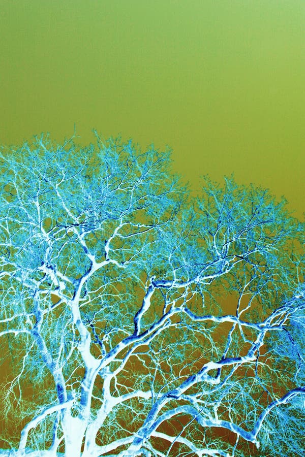 ARTISTIC EFFECT ADDED TO TREE with BARE BRANCHES Stock Photo - Image of ...