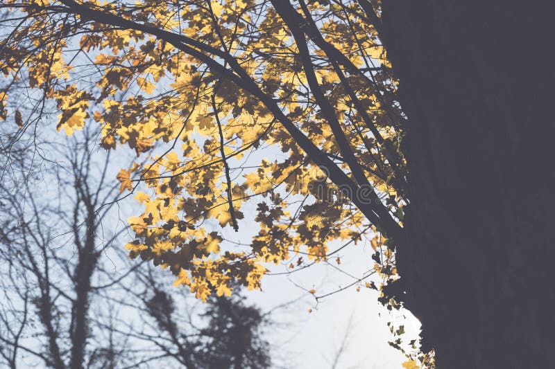 Artistic Filter of Tree with Fall Leaves Against a Blue Sky Stock Photo ...