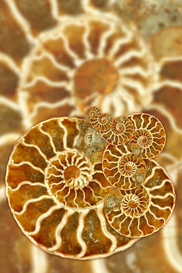 Symetrical Fossil Nautilus on White Background Stock Photo - Image of ...